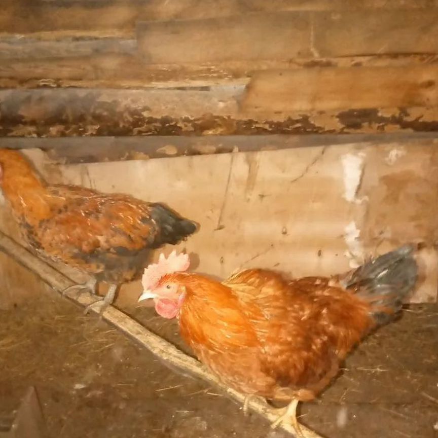 Молодые петушки