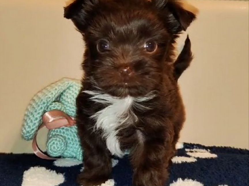 Шоколадка крошка мини