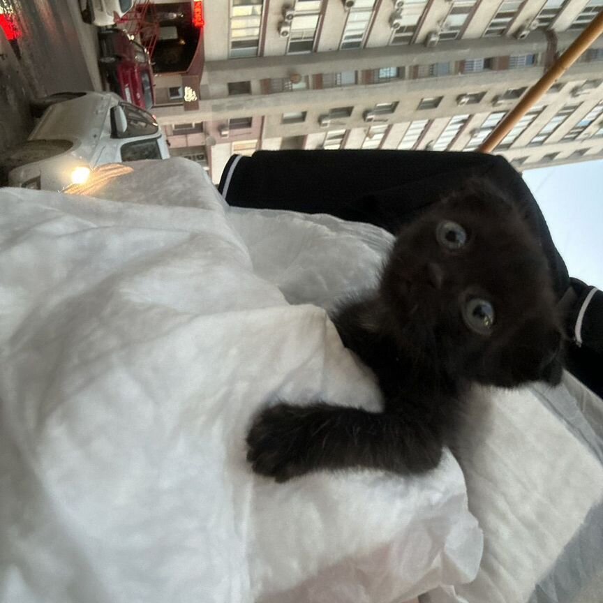 Котенок в добрве руки девочка. месяц или меньше