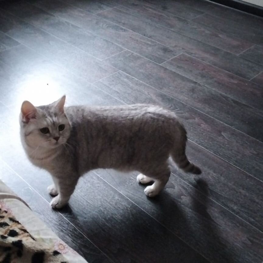 Британская кошка