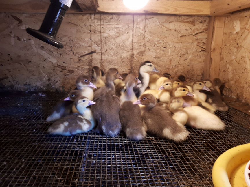 Мускусные утята индоутки