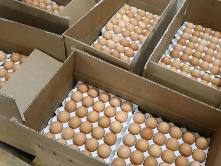 Бройлер росс 308