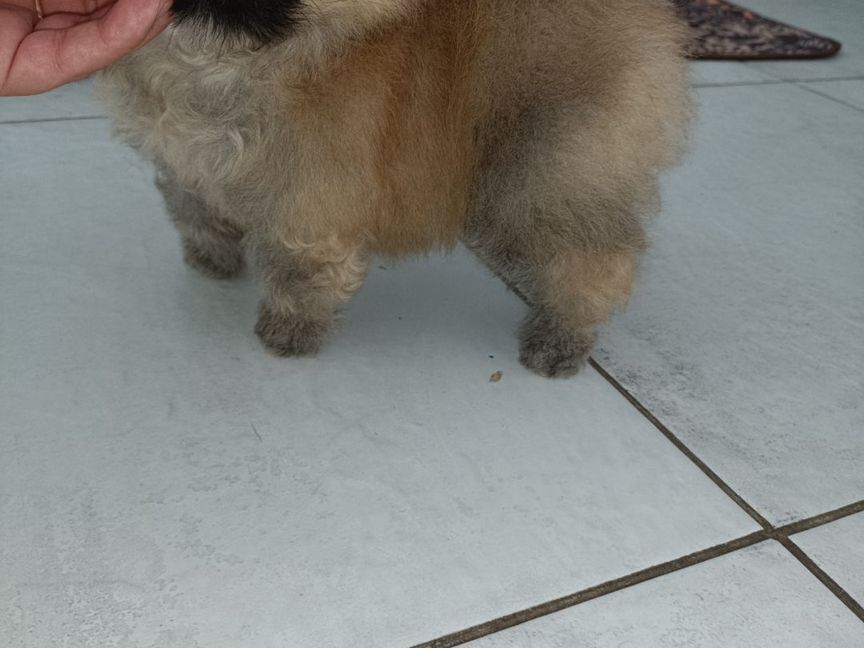 Девочка помочка