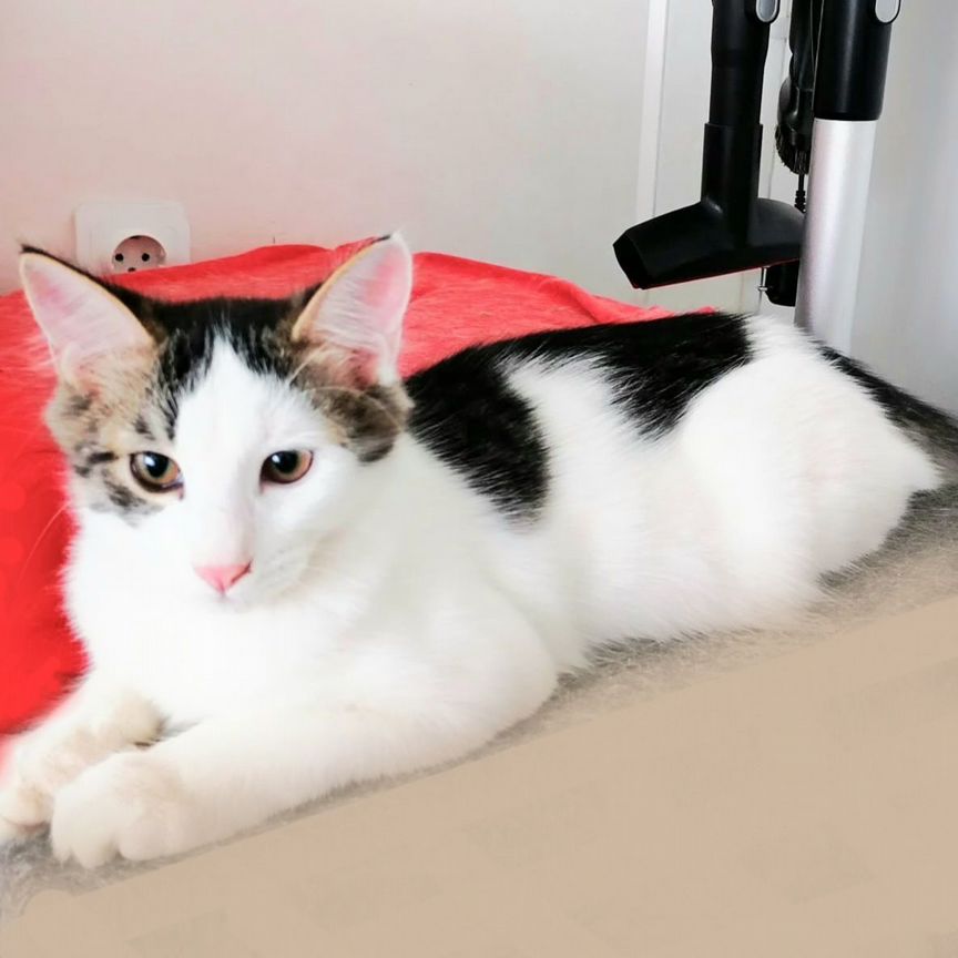 Пушистик 4 мес.,с паспортом ждет вас