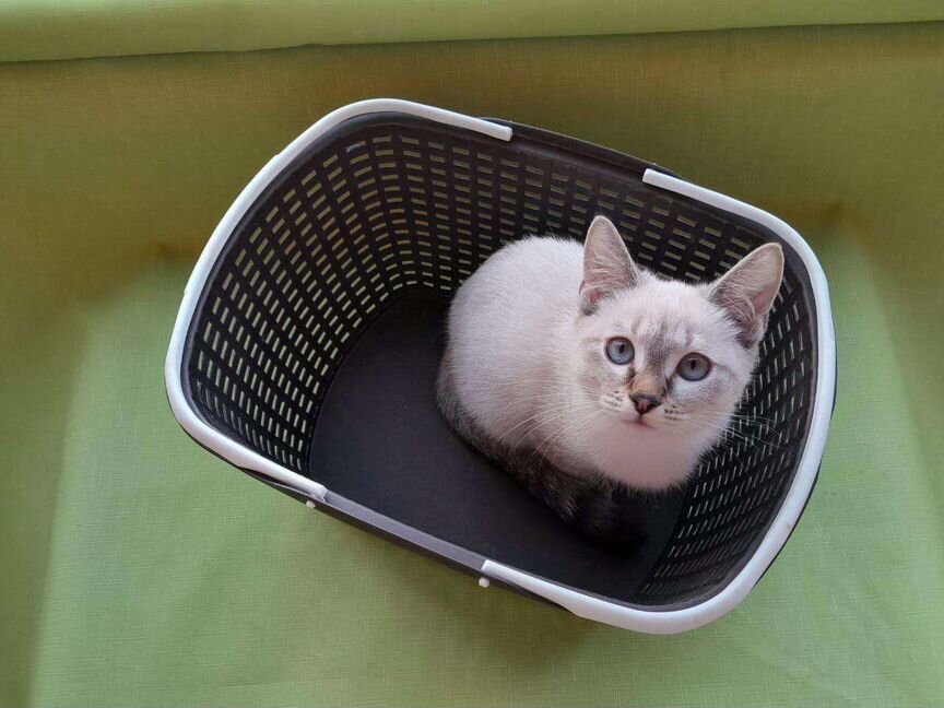 Сиамская кошечка в дар ответственным