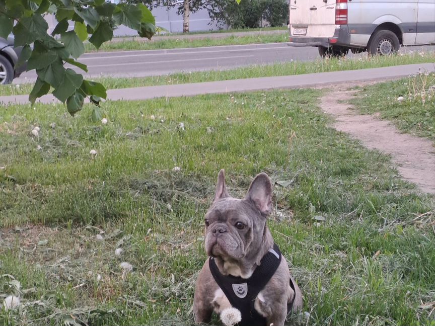 В добрые руки