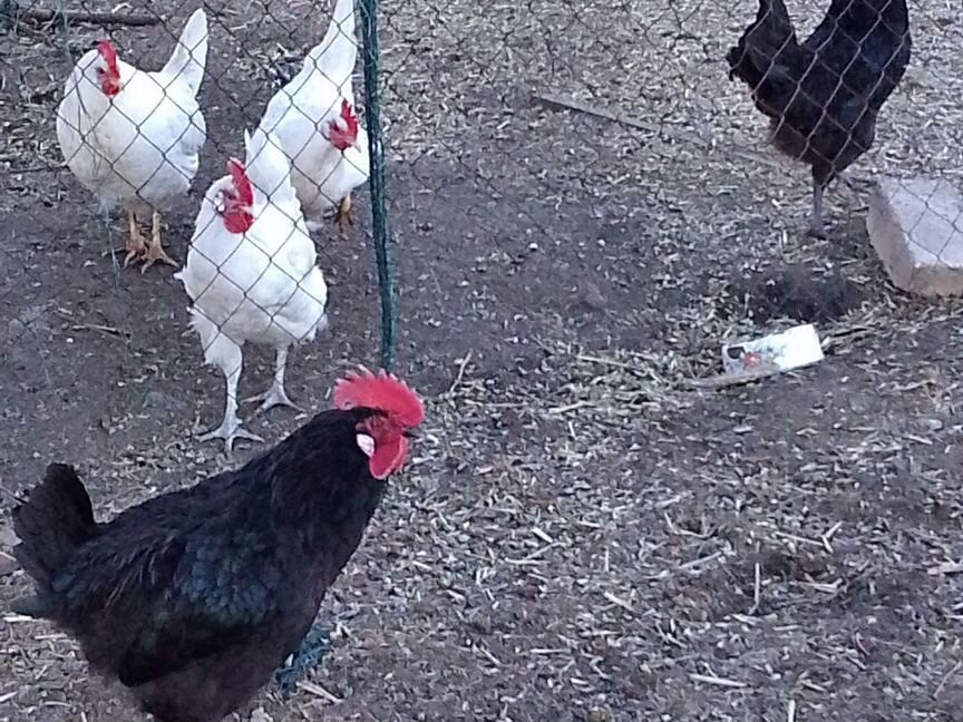 Молодые петухи