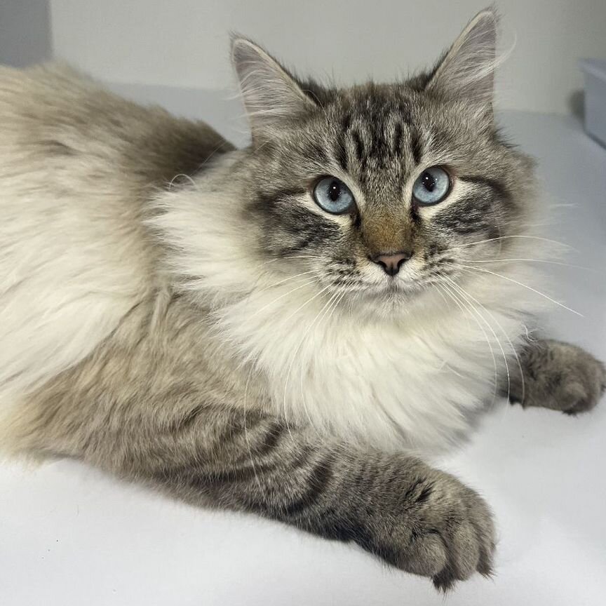 Невская маскарадная кошка, взрослая