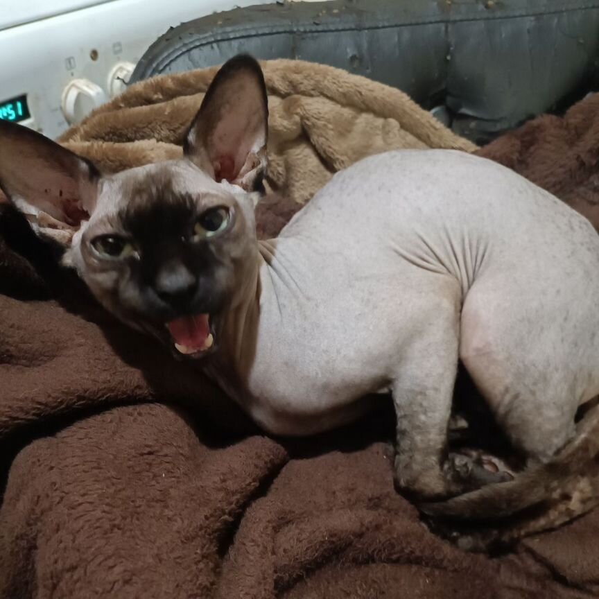 Кот на случку канадский сфинкс