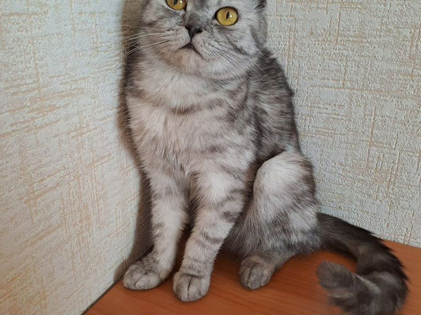 Шотландская вислоухая красавица