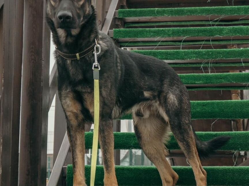 Восточноевропейская овчарка зонарного