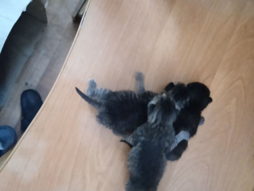 Котята в добрые руки бесплатно два котика,две коше