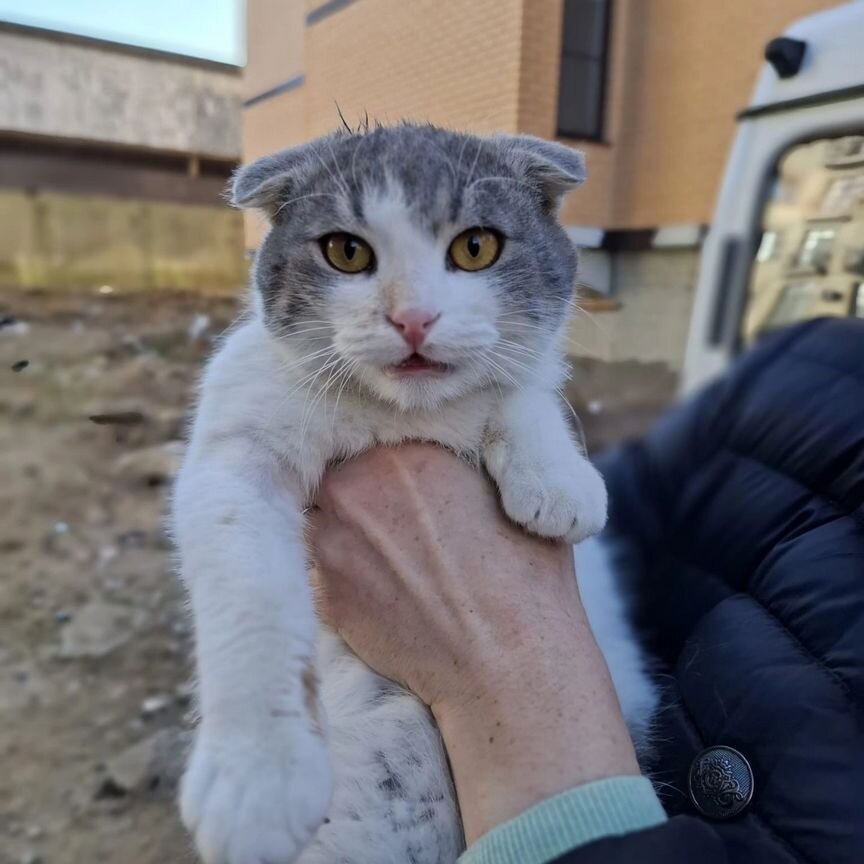 Ласковый вислоухий котик Шурик