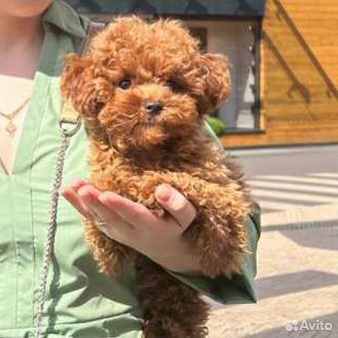 Мишка тедди девочка мальтипу 4мес