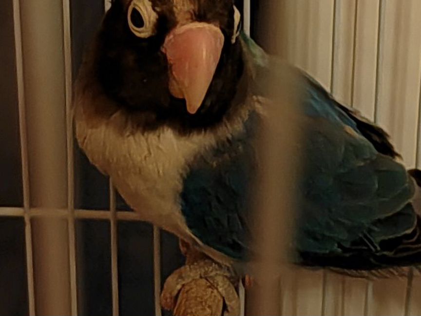 Папугай неразлучник в хорошие руки