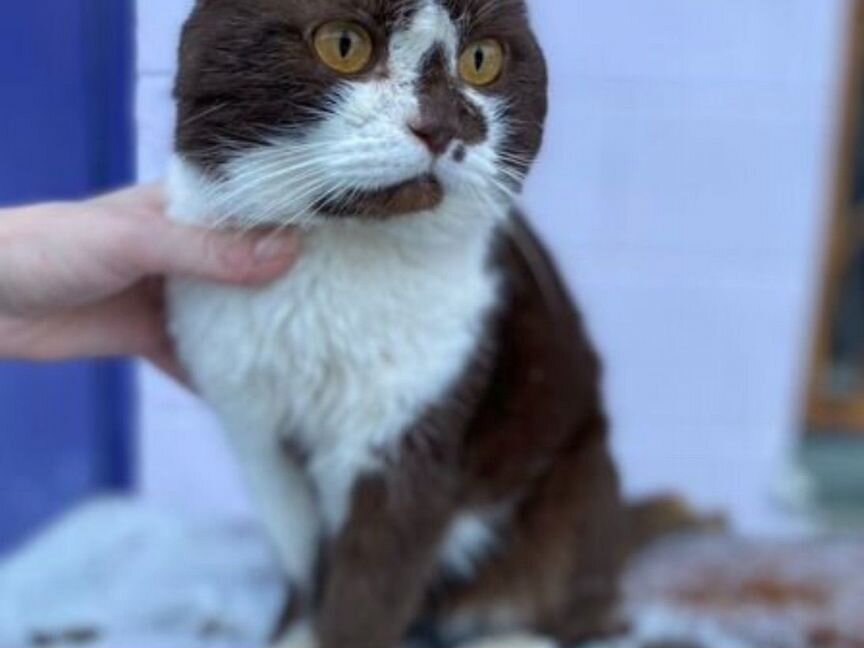 Кот ждет