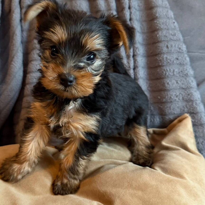 Йоркширский терьер, щенок