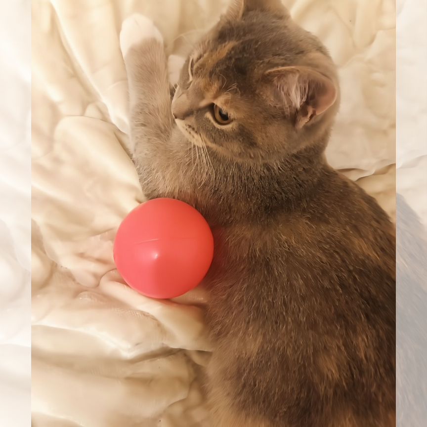 Британский длинношёрстный котёнок