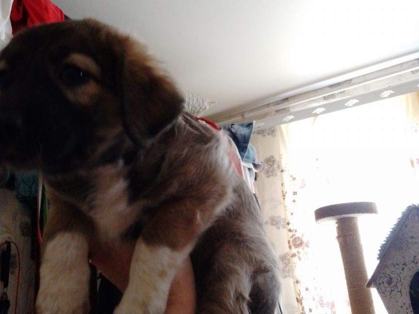 Кутята в добрые руки