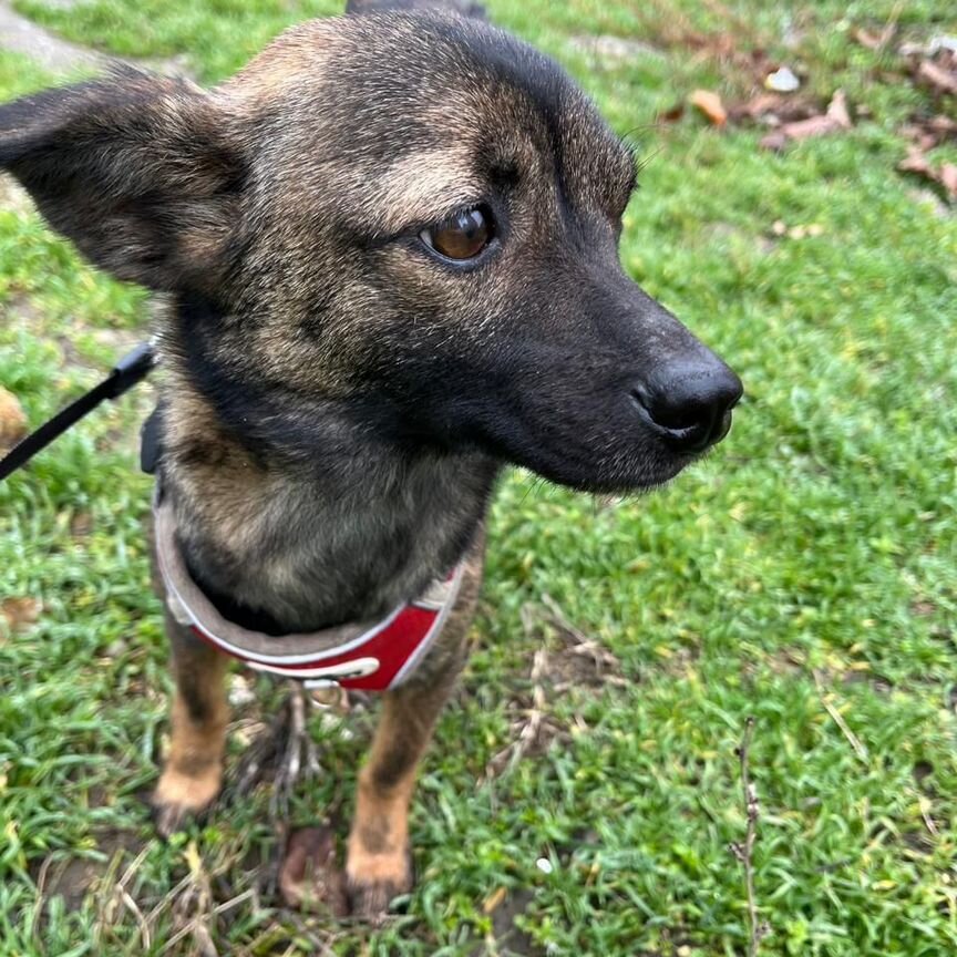 Маленькая собачка в добрые руки