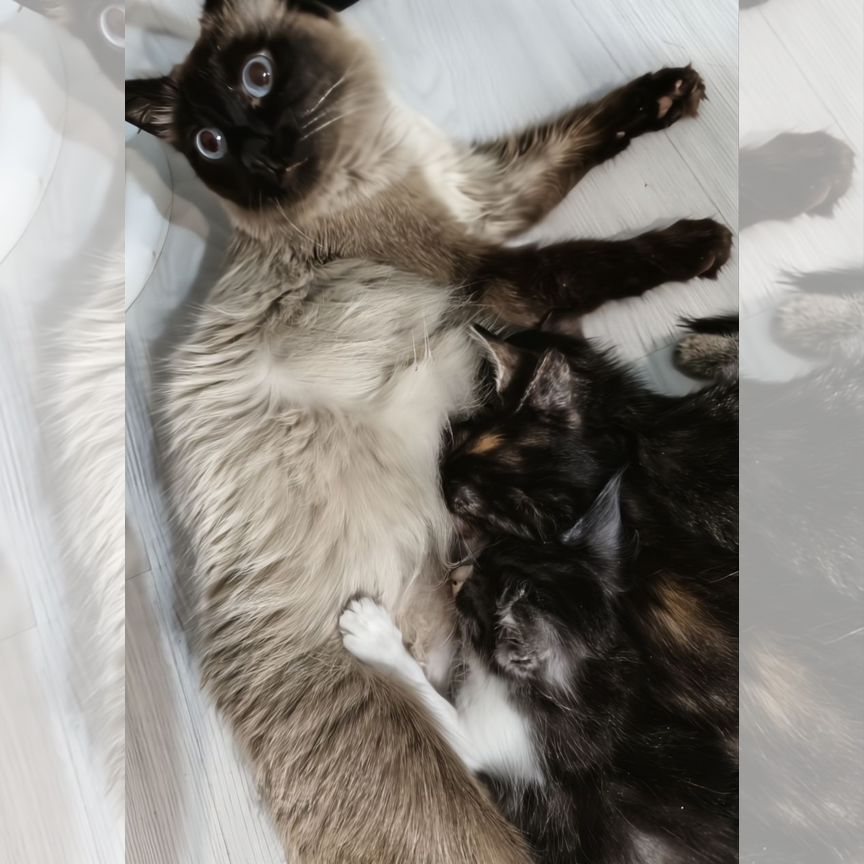 Котёнок в добрые руки