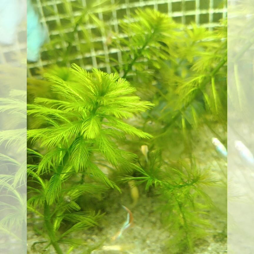 Перистолистник, гуппи альбиносы blue sky albino