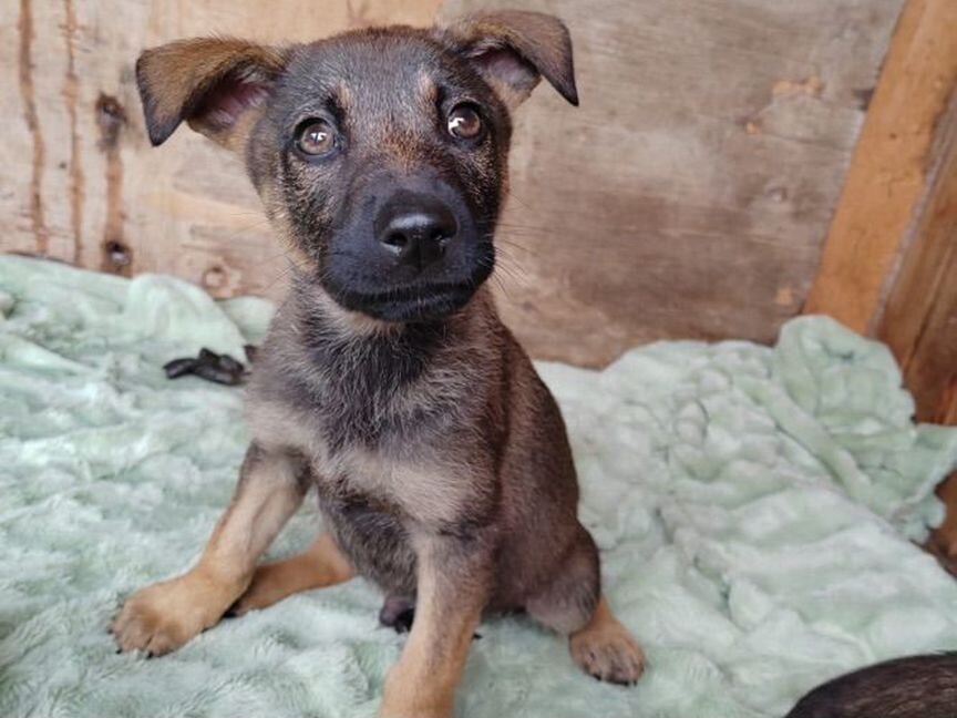 Щенок в добрые руки