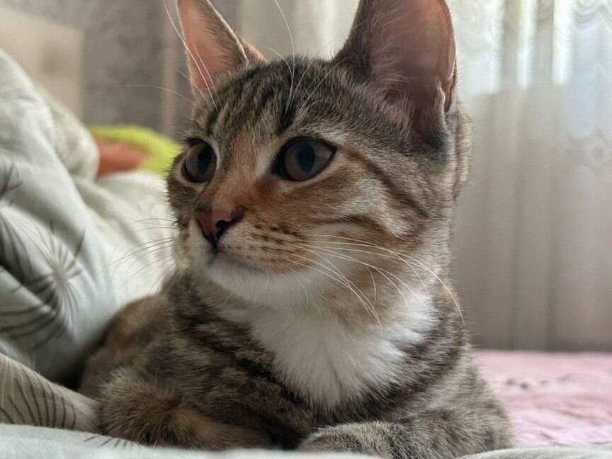 Кошка в хорошие руки