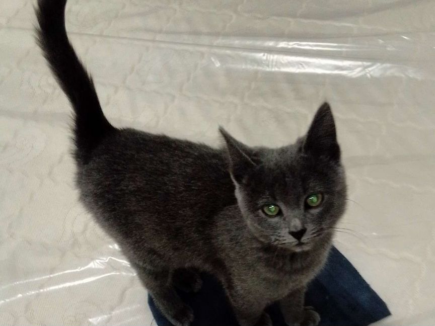 Котята русская голубая в добрые руки