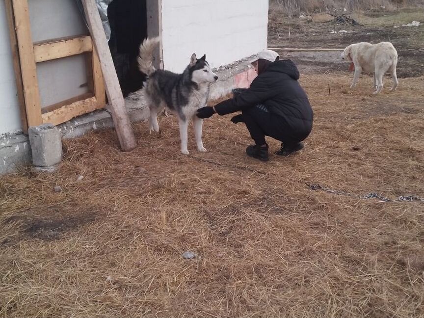 Потеряшка Хаски