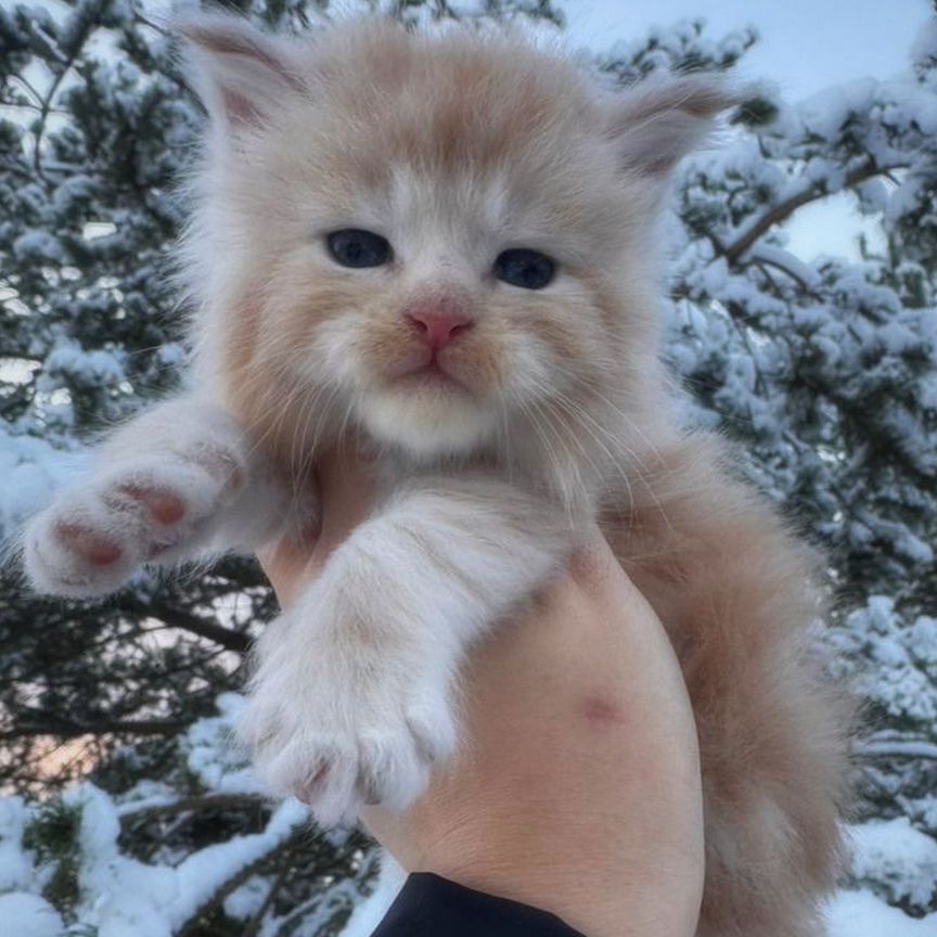 Мейн-кун котёнок