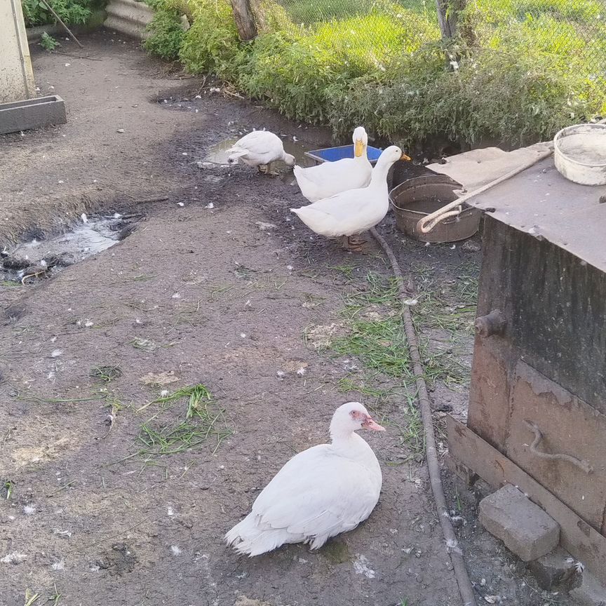 Бройлерные утки и индоутки