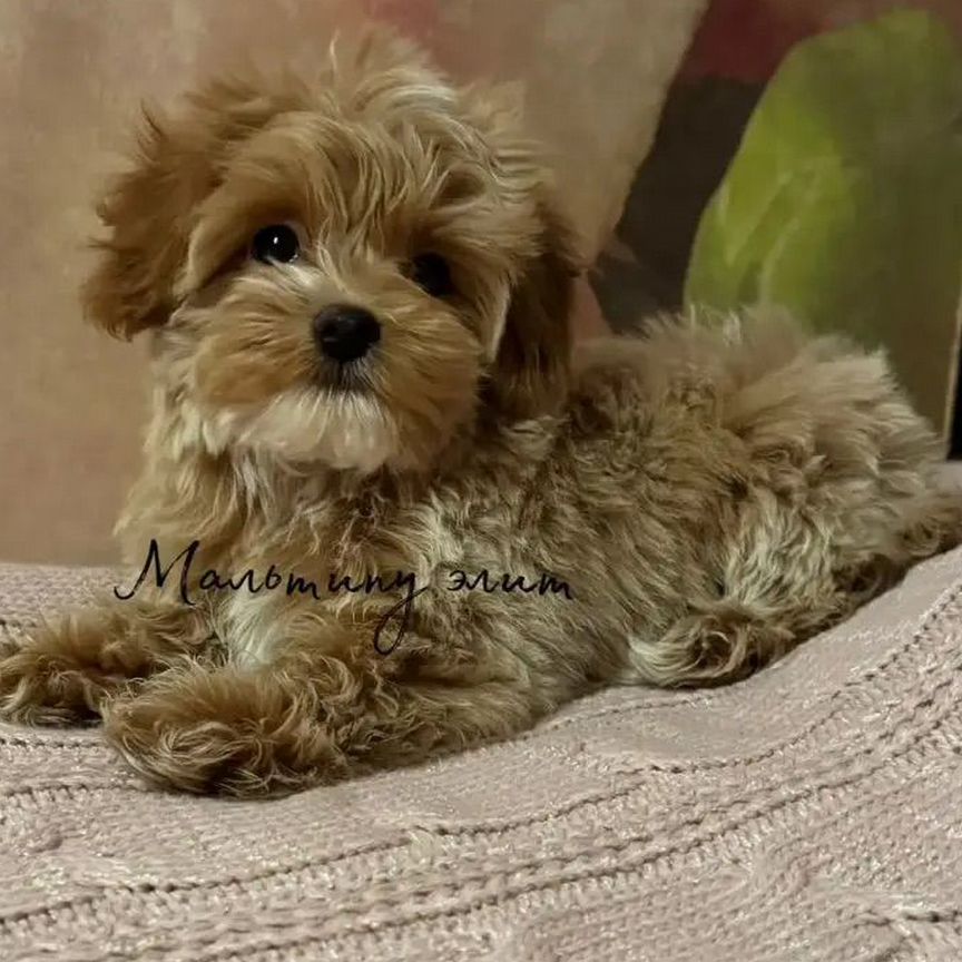 Мальтипу, щенок