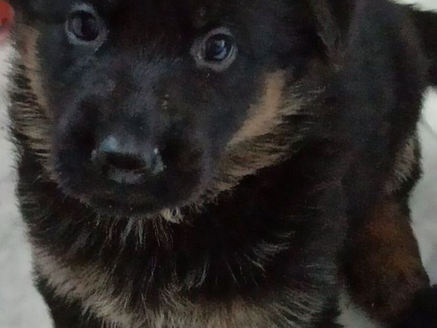 Немецкая овчарка