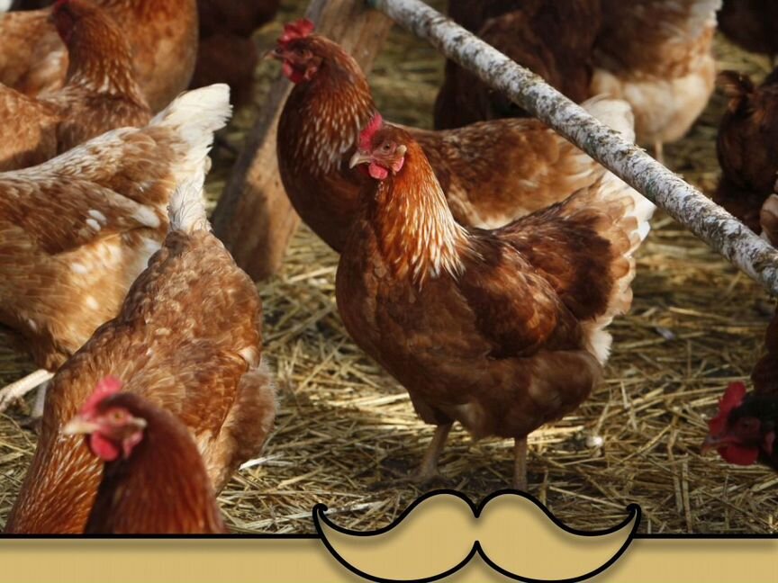 Куры несушки в ассортименте