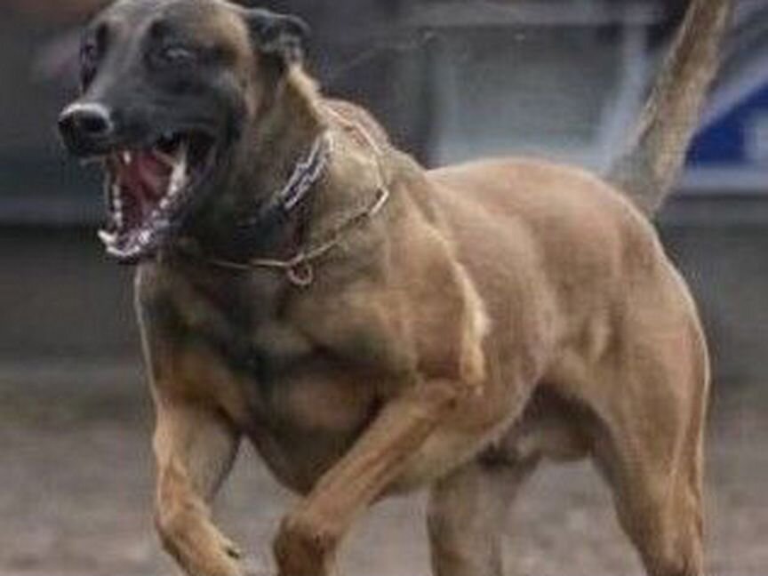 Щенок Бельгийской Овчарки