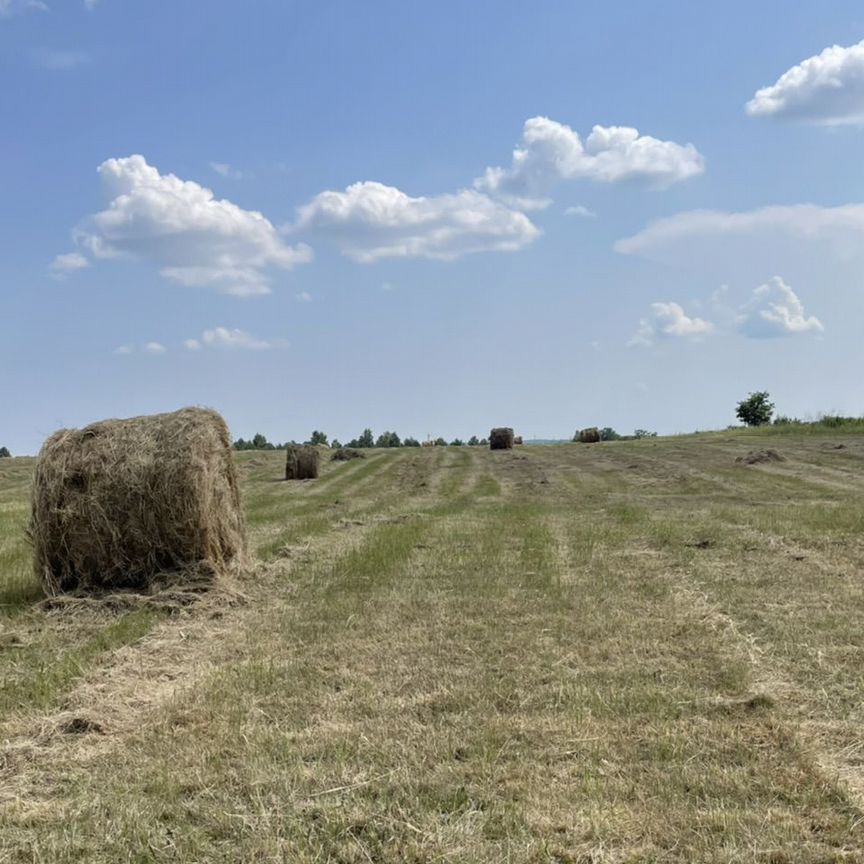 Солома ячменная в тюках, сено