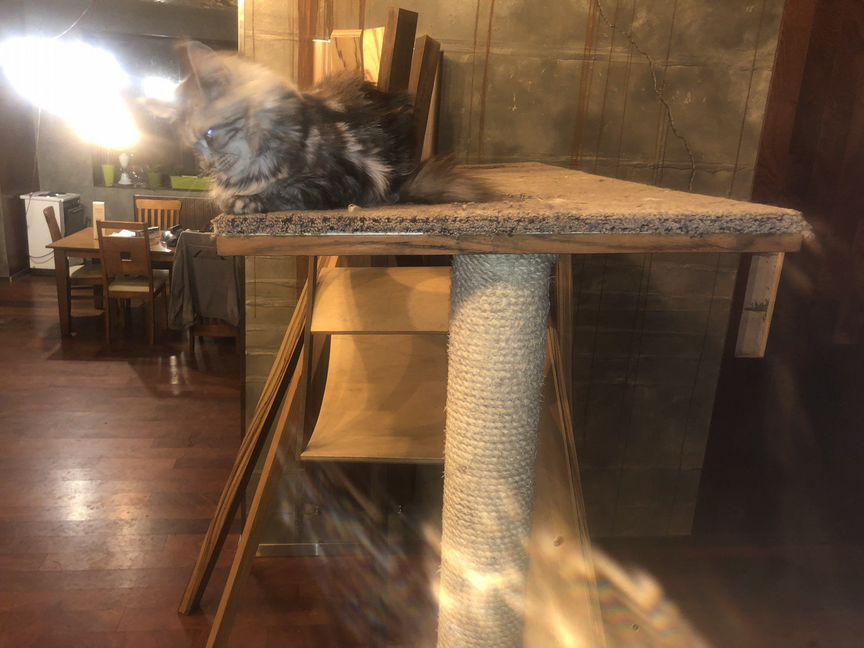 Домик для котов Эксклюзив из редких пород