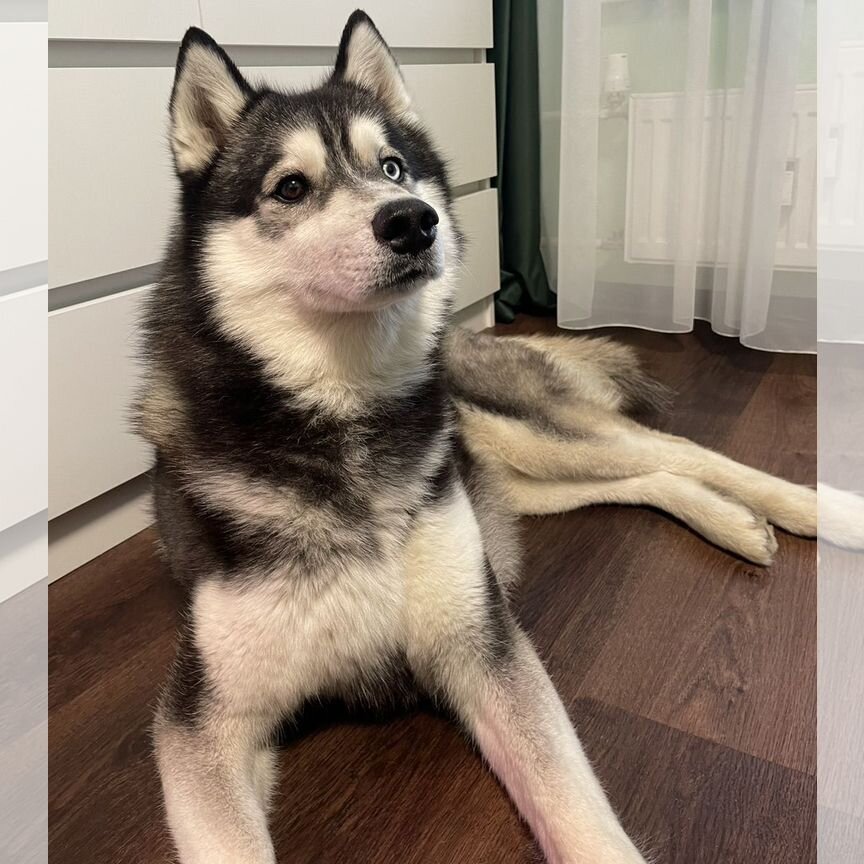 Сибирский хаски, взрослый пёс