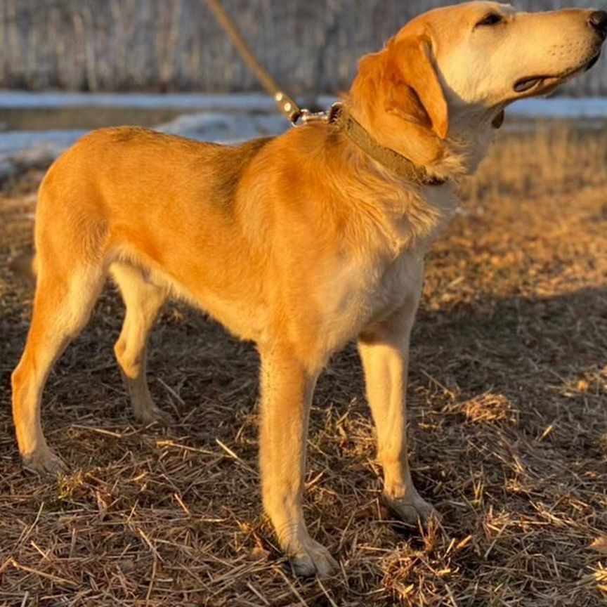 Русская гончая, взрослый пёс