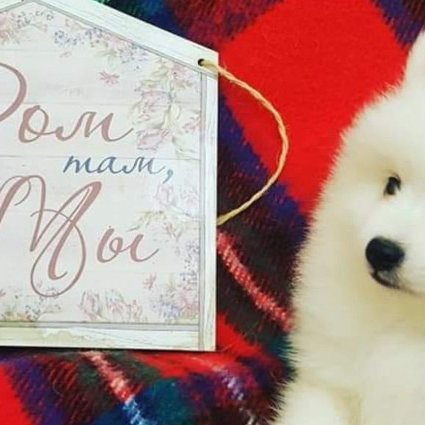 Японский шпиц, щенок