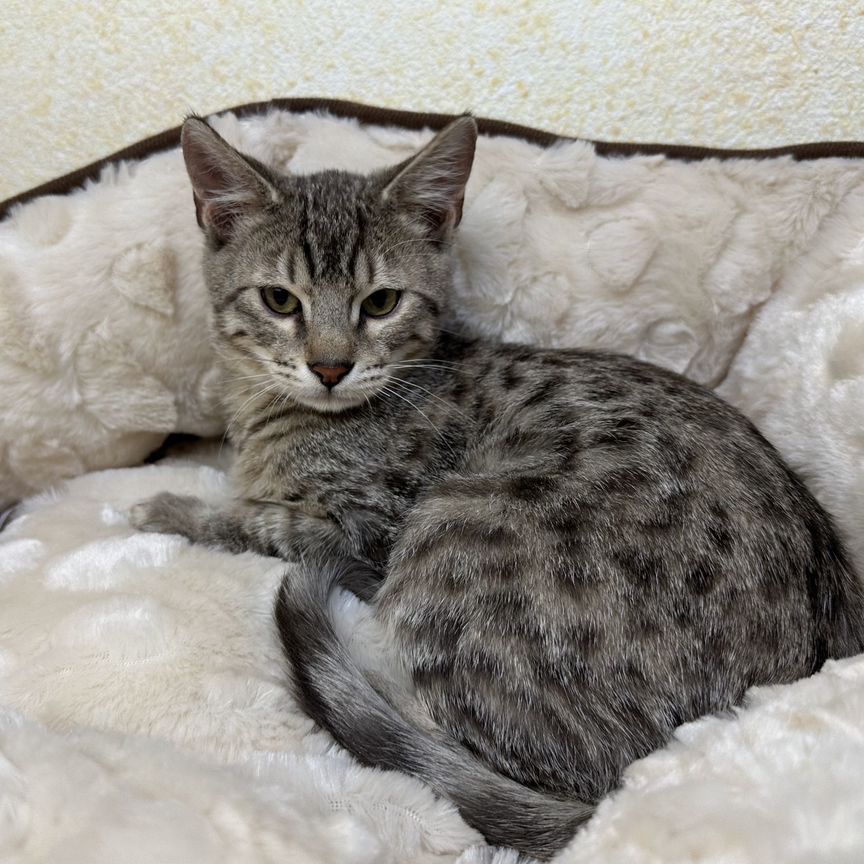 Котик пиксибоб Соломон