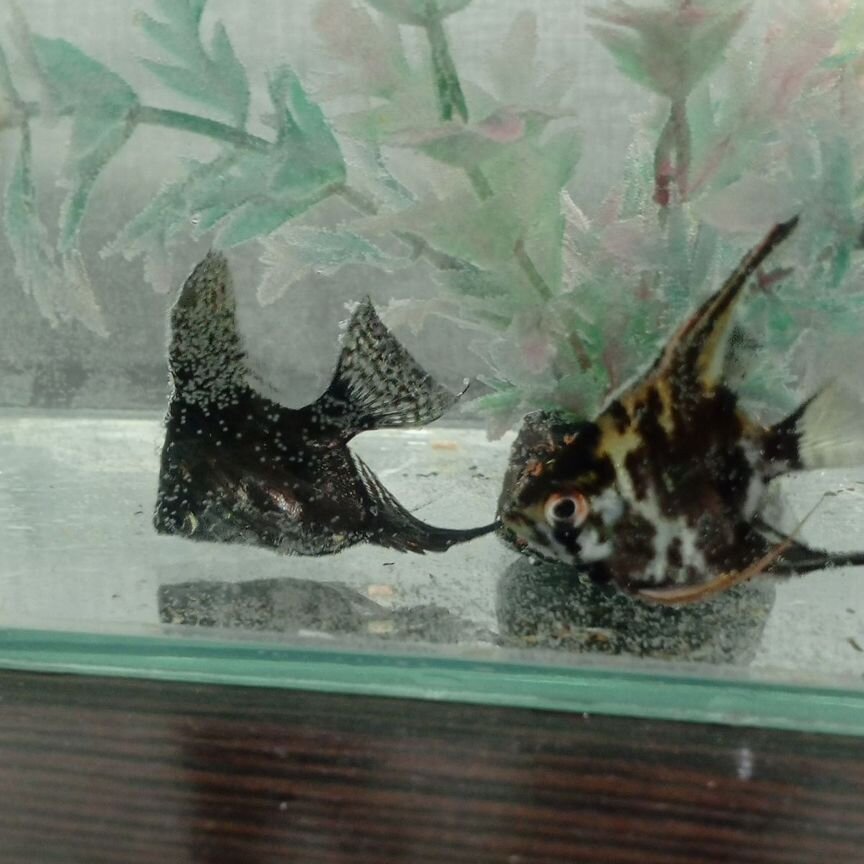 Аквариумные рыбки