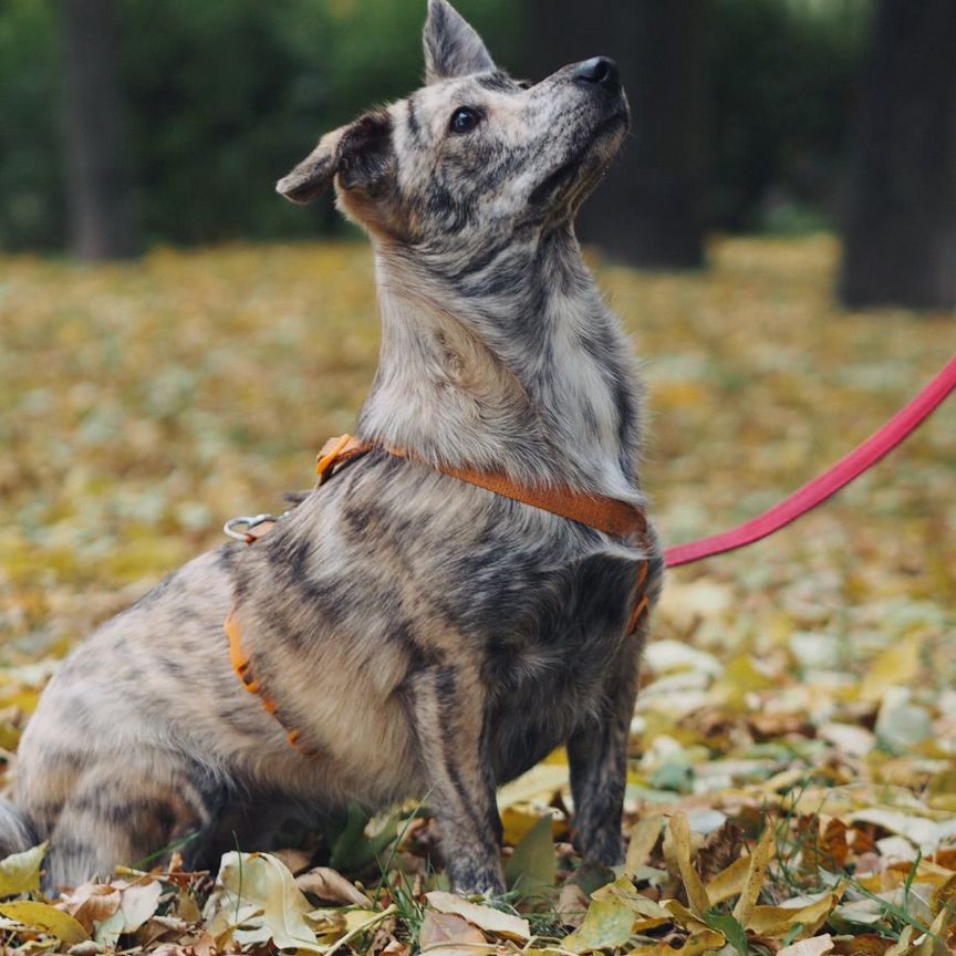 Взрослая собака в добрые руки