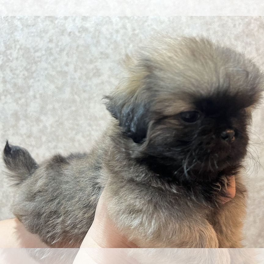 Щенки пекинеса