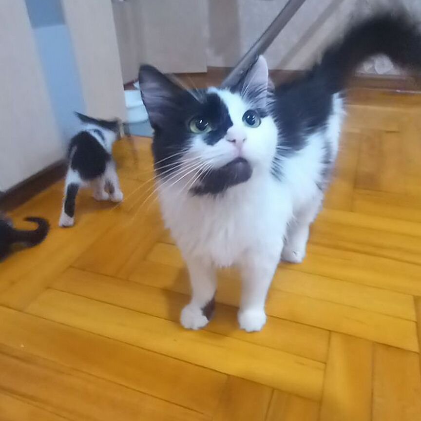 Красотка Мурка ищет