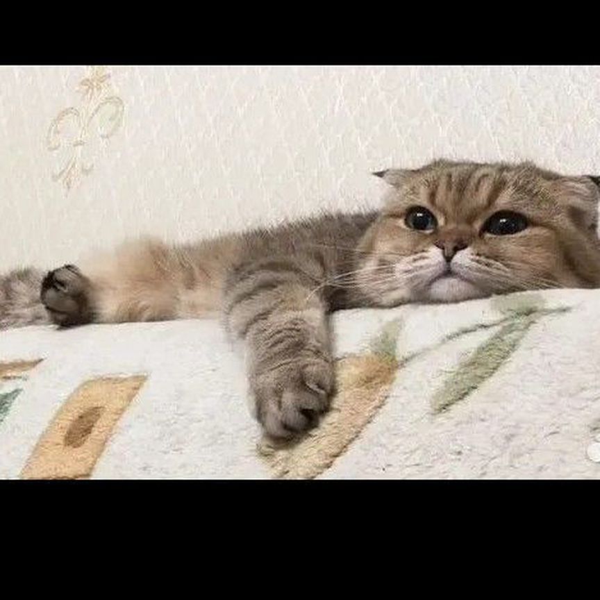 Шотландская вислоухая короткошёрстная, взрослая кошка