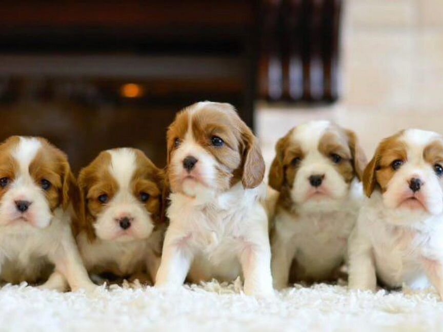Кавалер кинг чарльз спаниель щенки