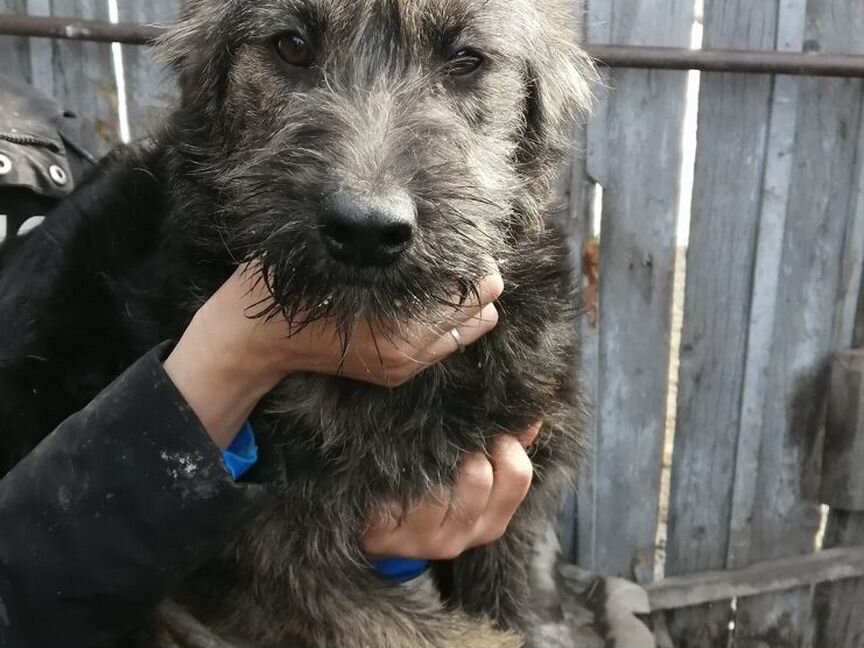 Щенки в добрые руки