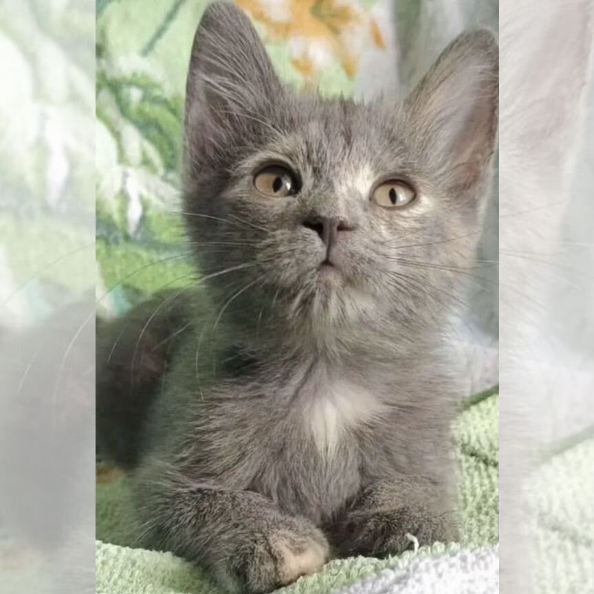 Котёнок в добрые руки